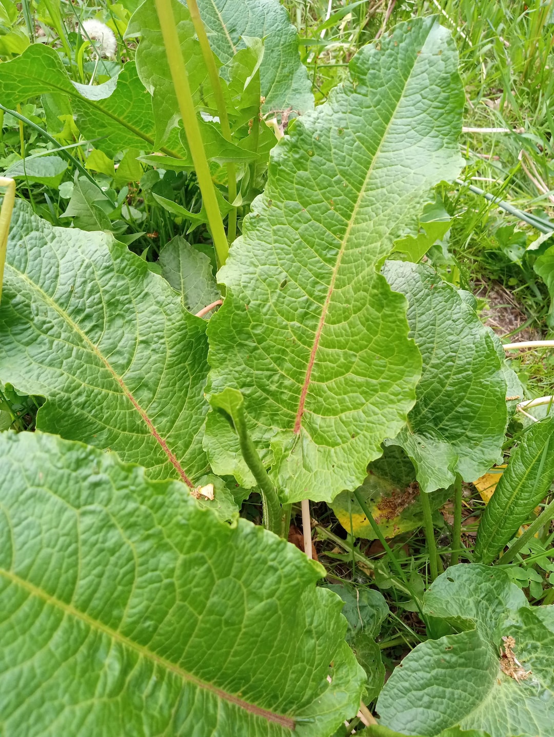 Dock Leaf Tea Red Dock Dried Leaves Herb Natural Rumex - Etsy