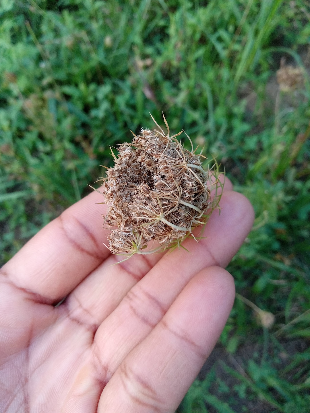 Daucus Carota Seed