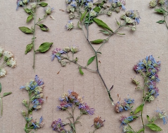 Dried Aster Flowers - Etsy