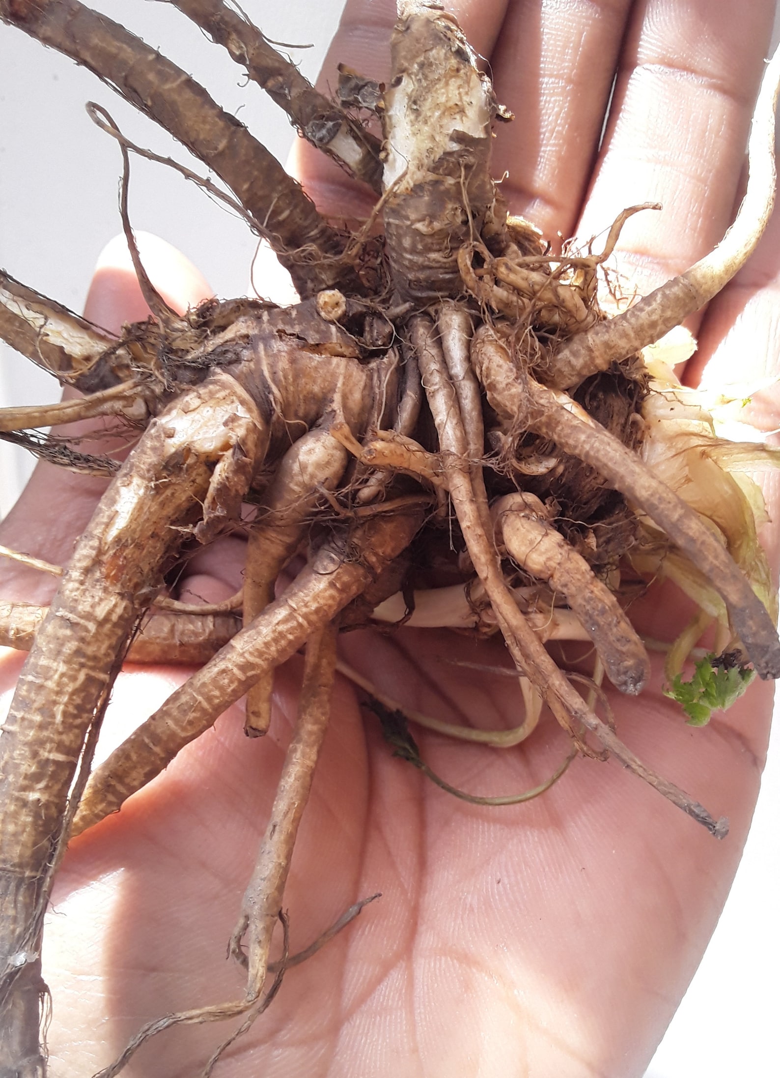 Poison Hemlock Root 13 Gram Etsy