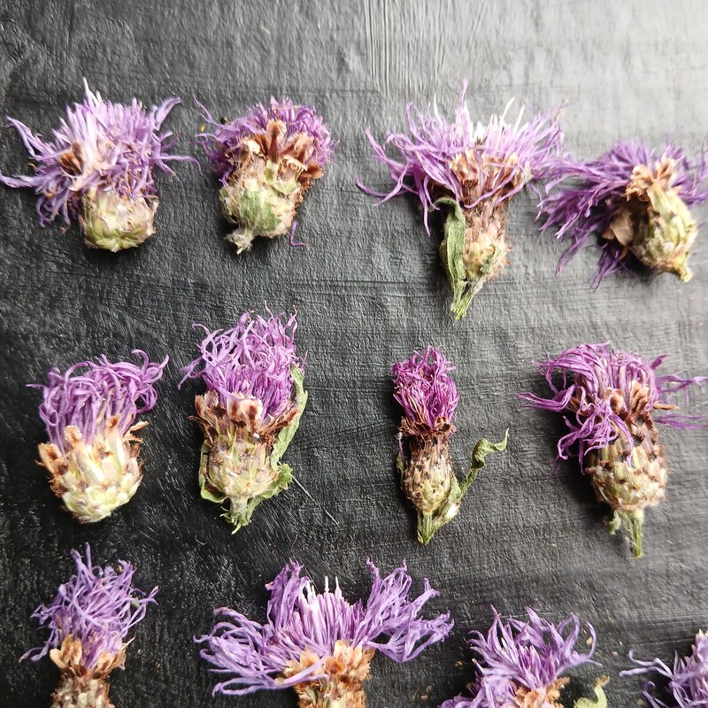 Dried Blue Thistle - Etsy