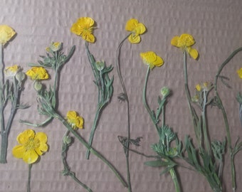 Dried Buttercup Flowers - Etsy
