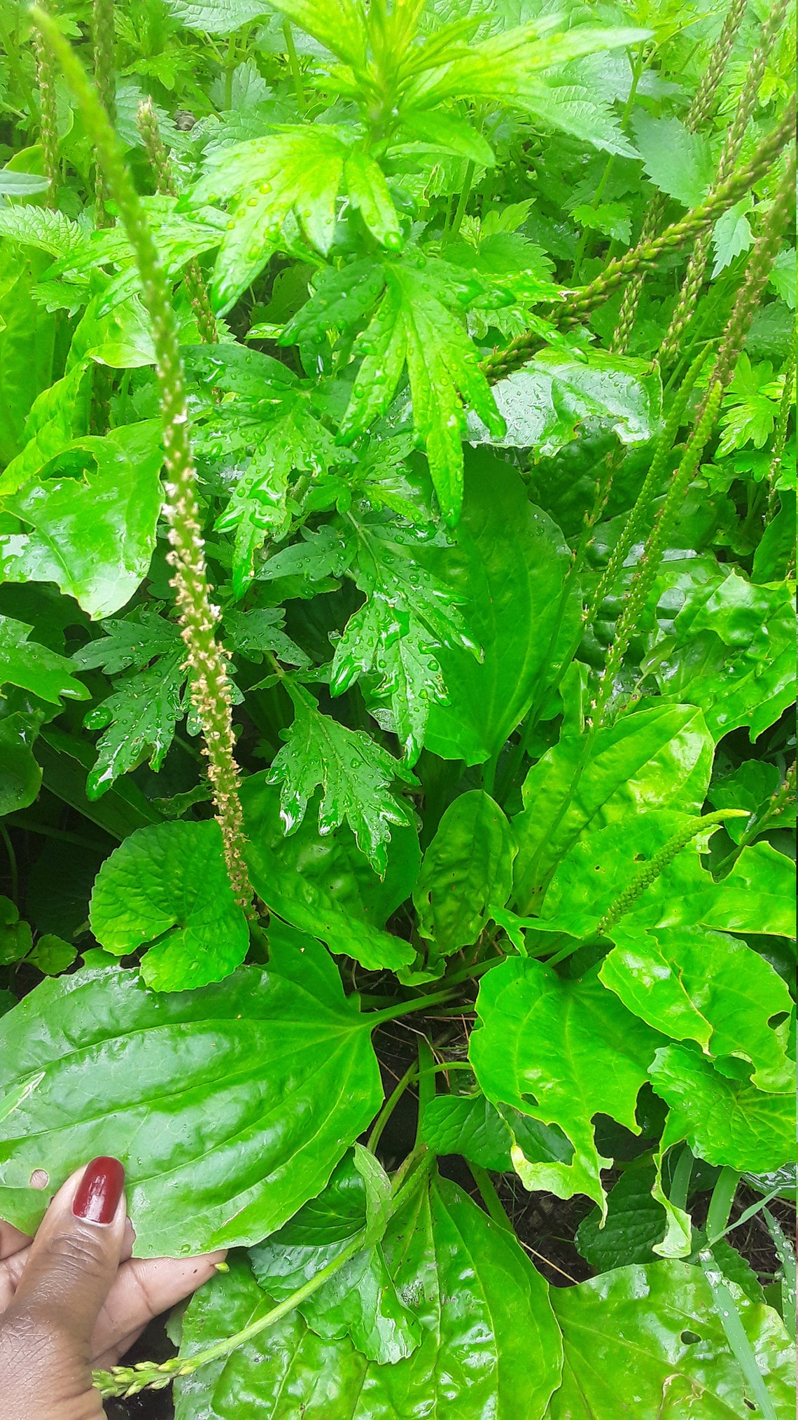 Plantain root dry Plantago herb roots dry real natural plant | Etsy