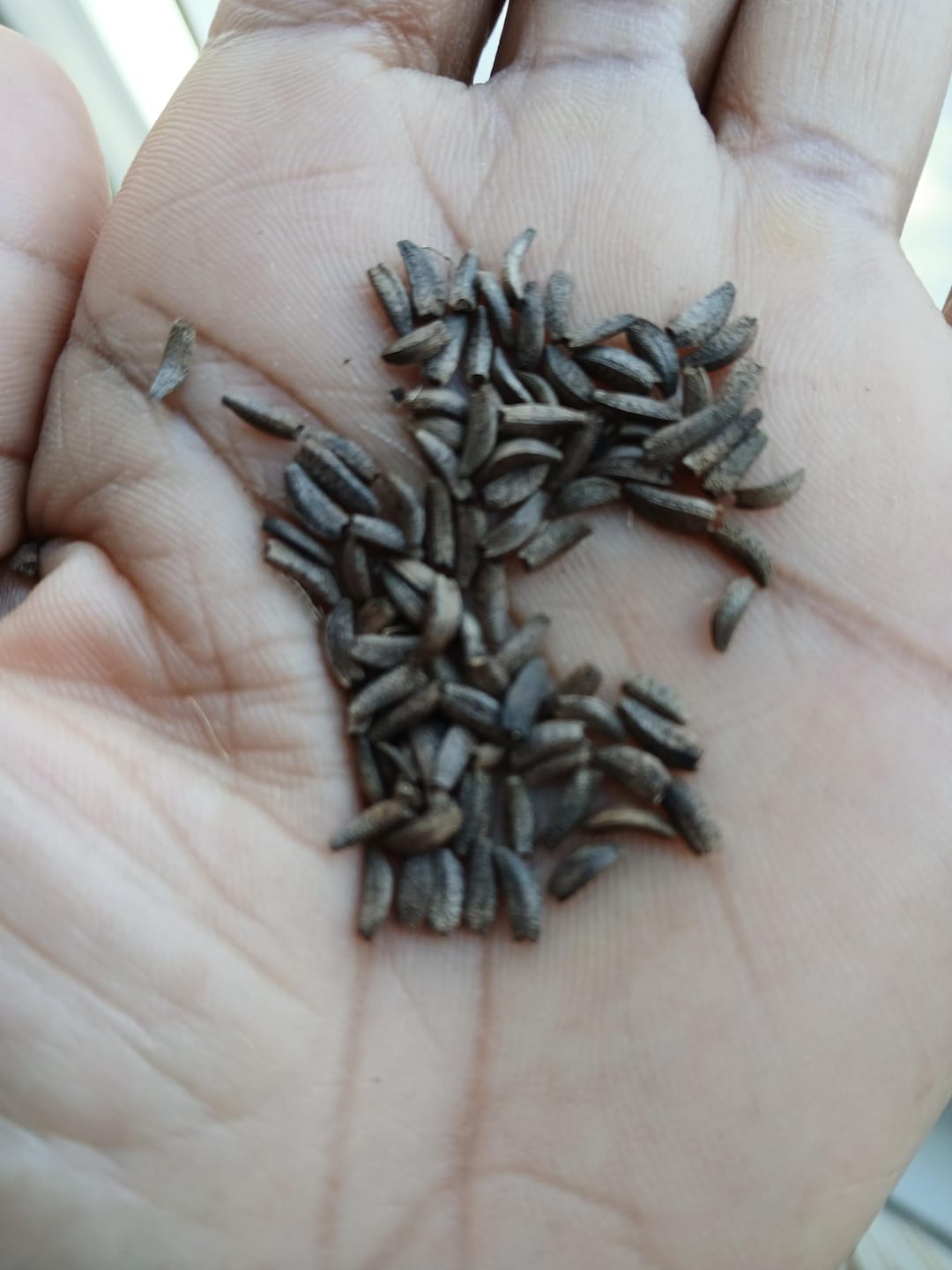 Burdock Seeds Arctium Lappa Greater Seed - Etsy