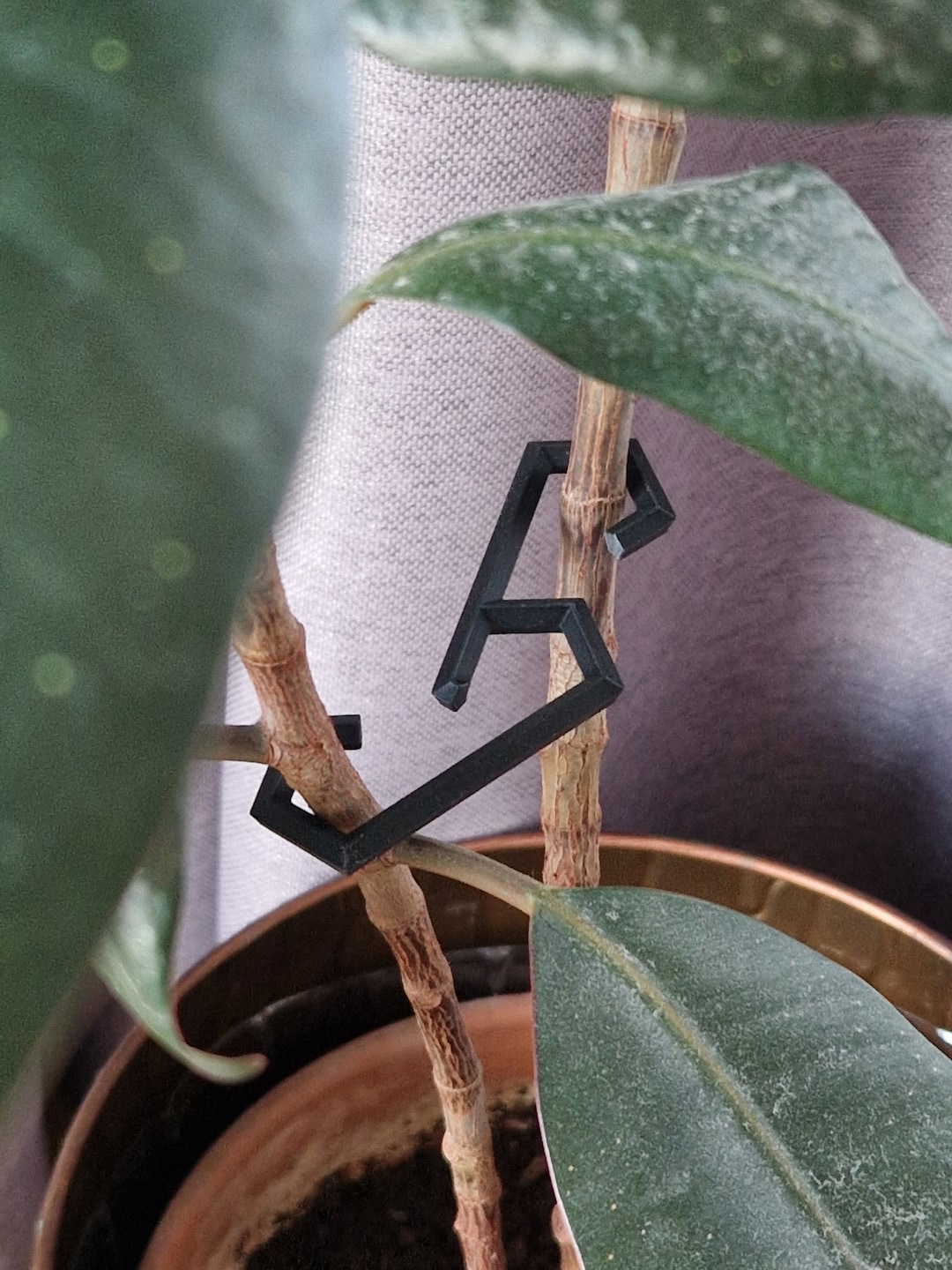 Colorful Plant Stake and Stem Support for Alocasia, Monstera ...