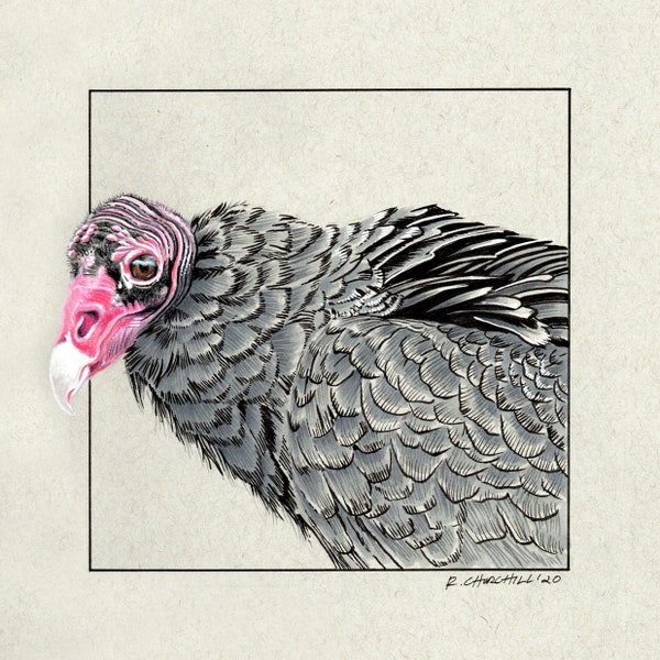 Turkey Vulture Print - Etsy