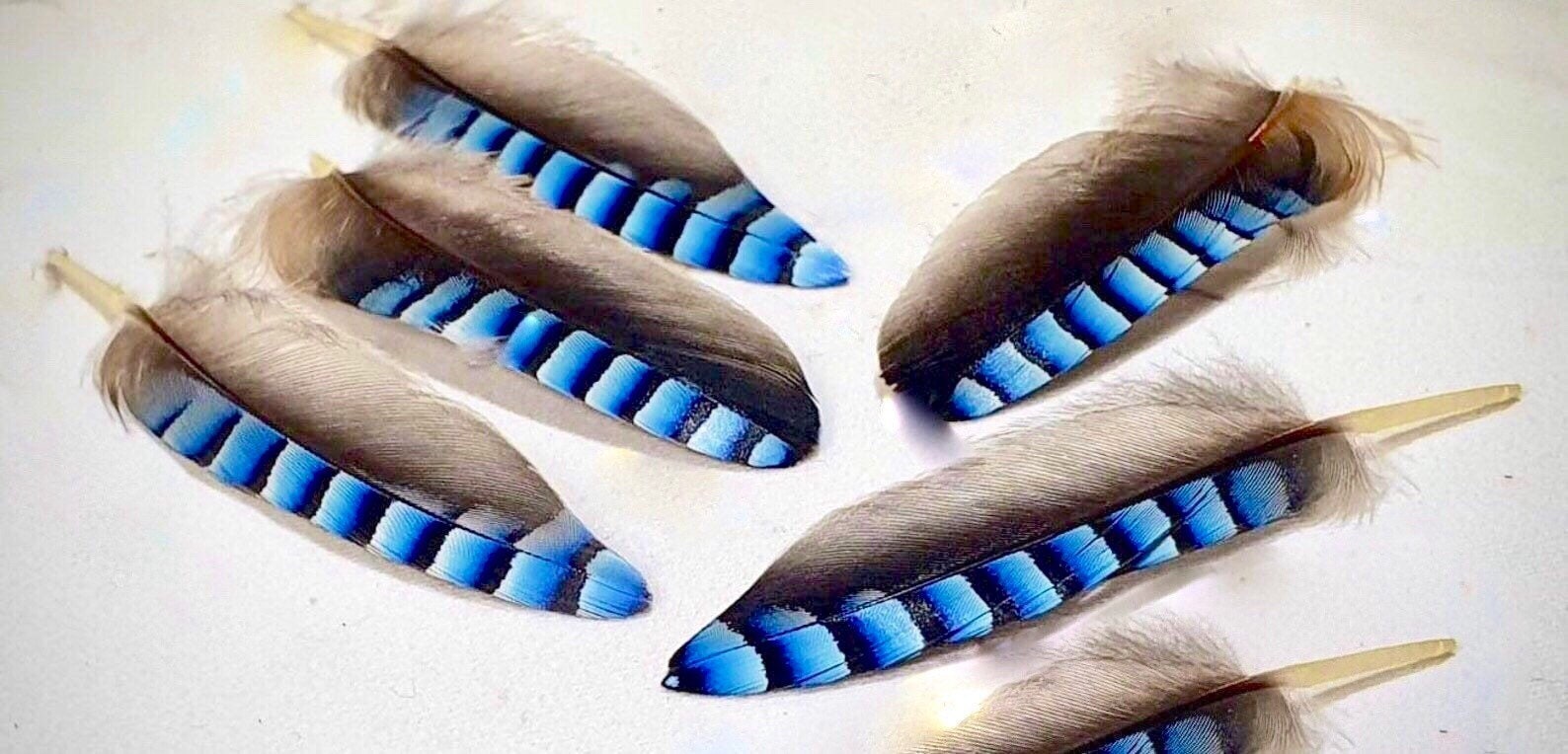 Blue Jay Feathers UK Etsy blue-jay-feathers-uk-etsy