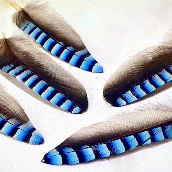 Blue Jay Feathers - Etsy
