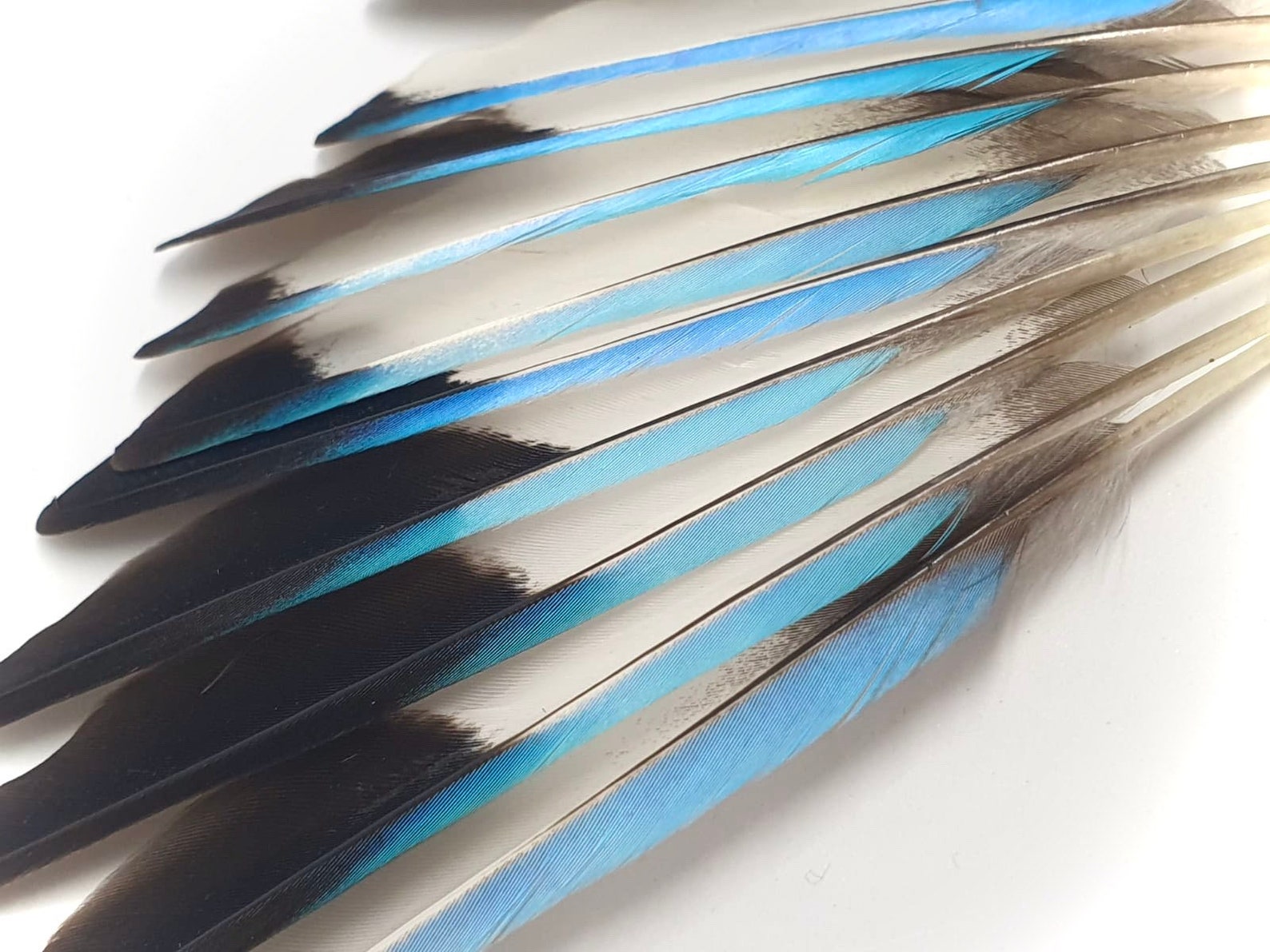 5 Kingfisher Wing Feathers 9-11cm | Etsy