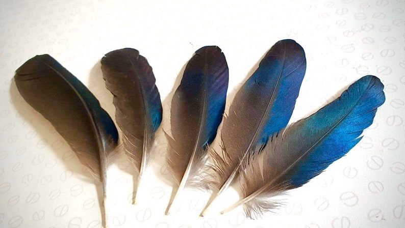 Natural Blue Magpie Feathers or Magpie Tail Feathers | Etsy