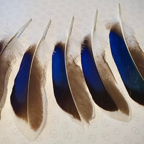 20 Large Mallard Blue Duck Wing Feathers 5 Inch / 13cm - Etsy