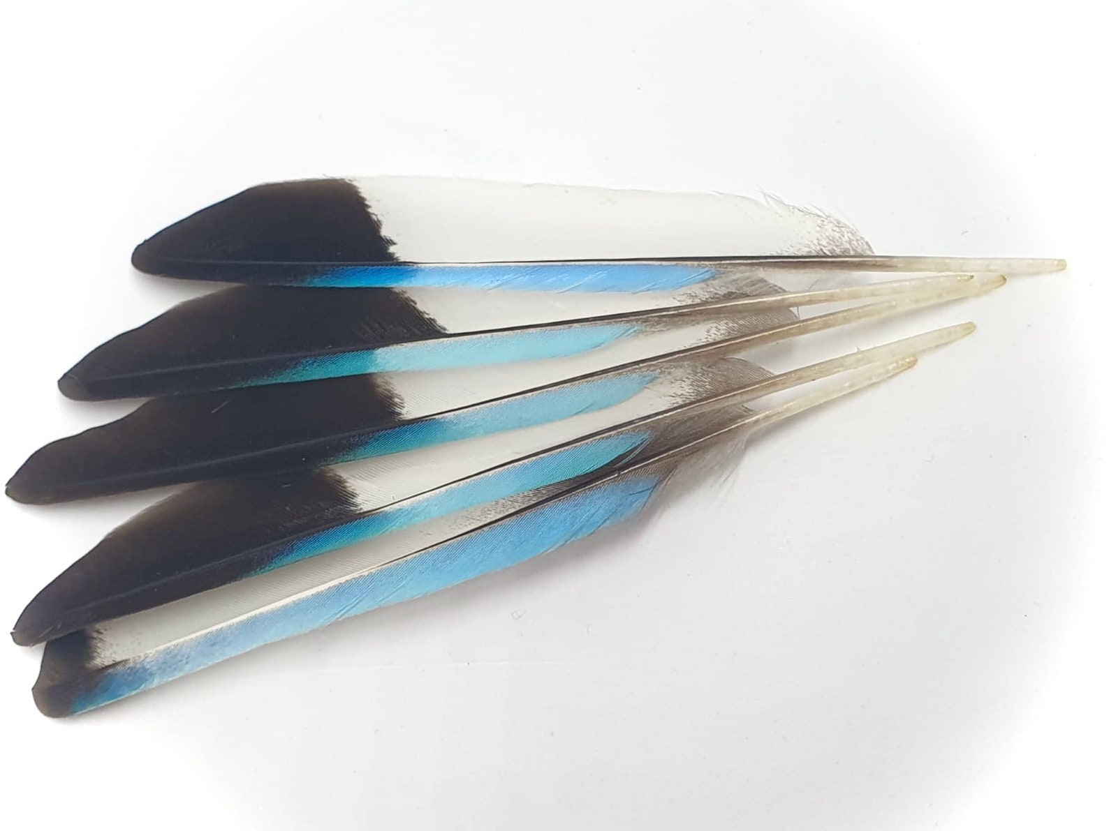 5 Kingfisher Wing Feathers 9-11cm | Etsy