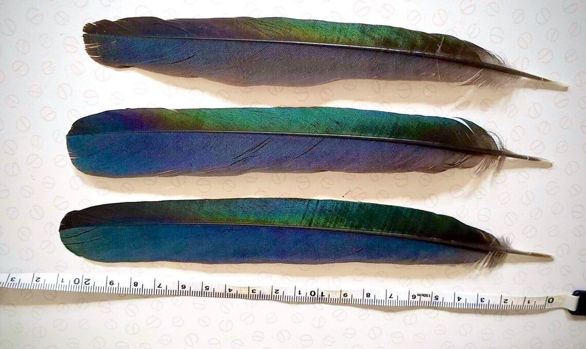 Natural Blue Magpie Feathers or Magpie Tail Feathers | Etsy