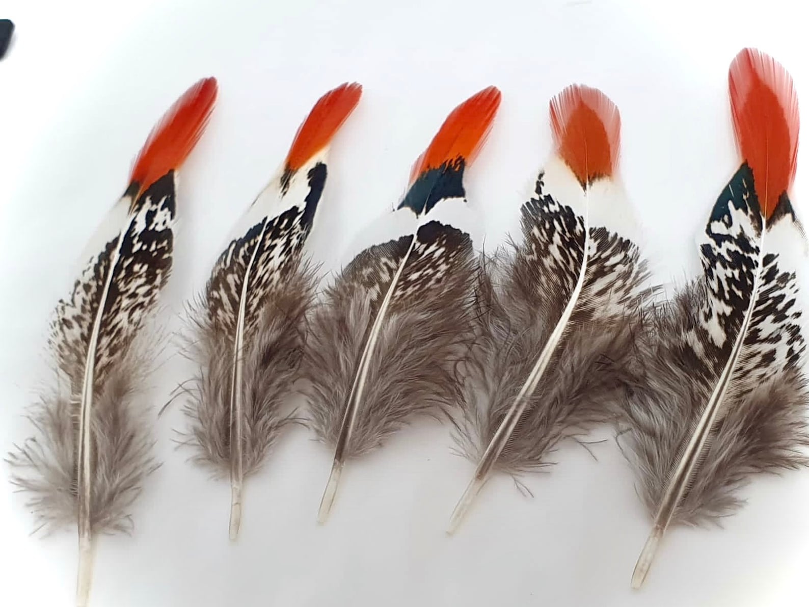 Natural Lady Amherst Pheasant Feathers | Etsy