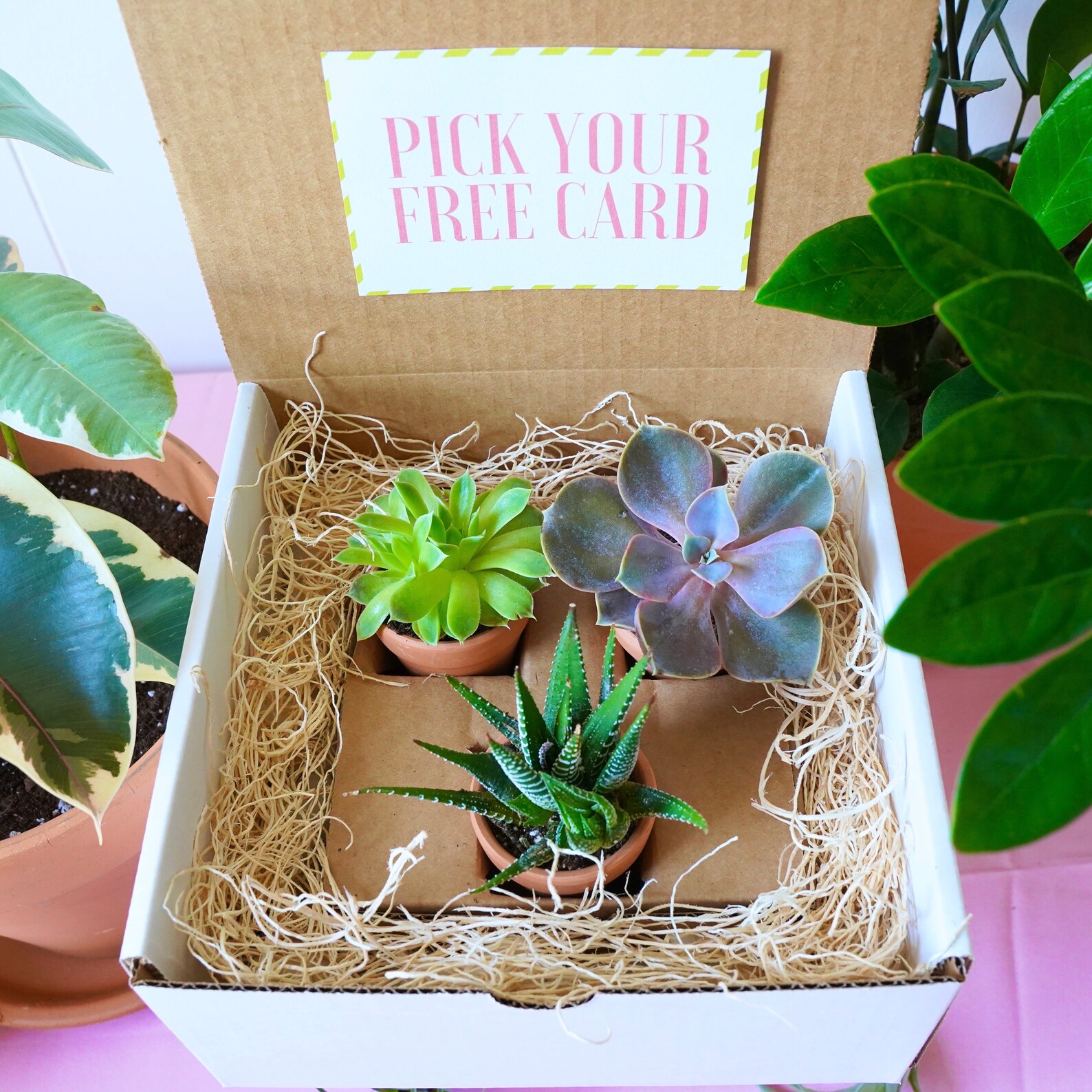 Sweet Little Plant Box, Caja de regalo suculenta con plantas únicas ...