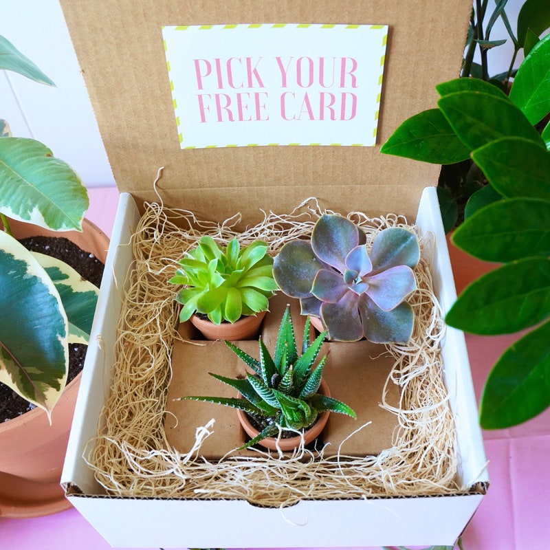 Succulent Box - Etsy