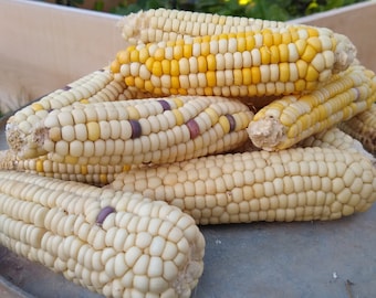 100 Purple and White Sticky Waxy Corn Glutinous Organic Corn Seeds Bắp ...