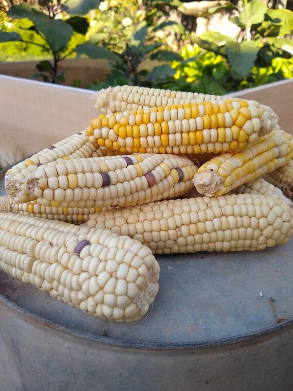 Waxy Corn sticky Corn Glutinous Corn 100 Seeds - Etsy