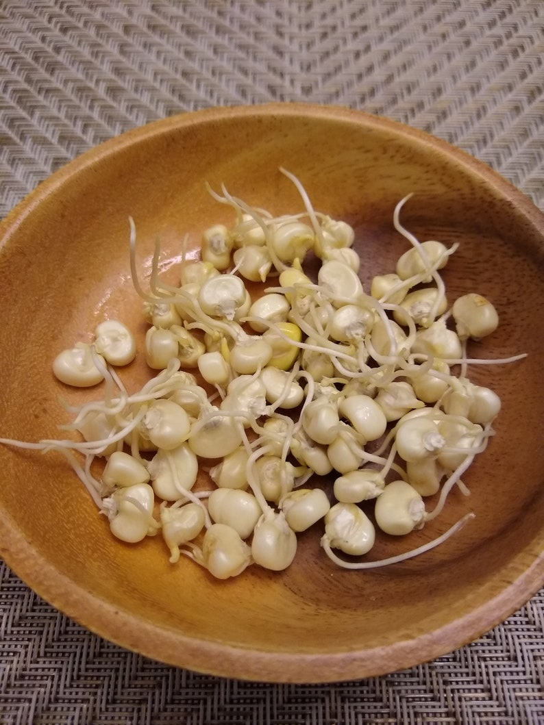 Waxy Corn sticky Corn Glutinous Corn 100 Seeds - Etsy