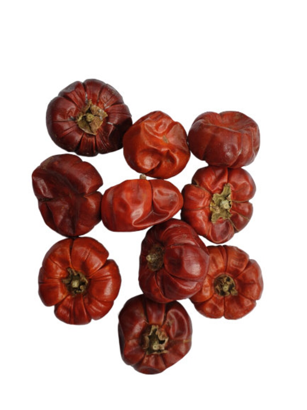 Dried Mini Pumpkins - Etsy