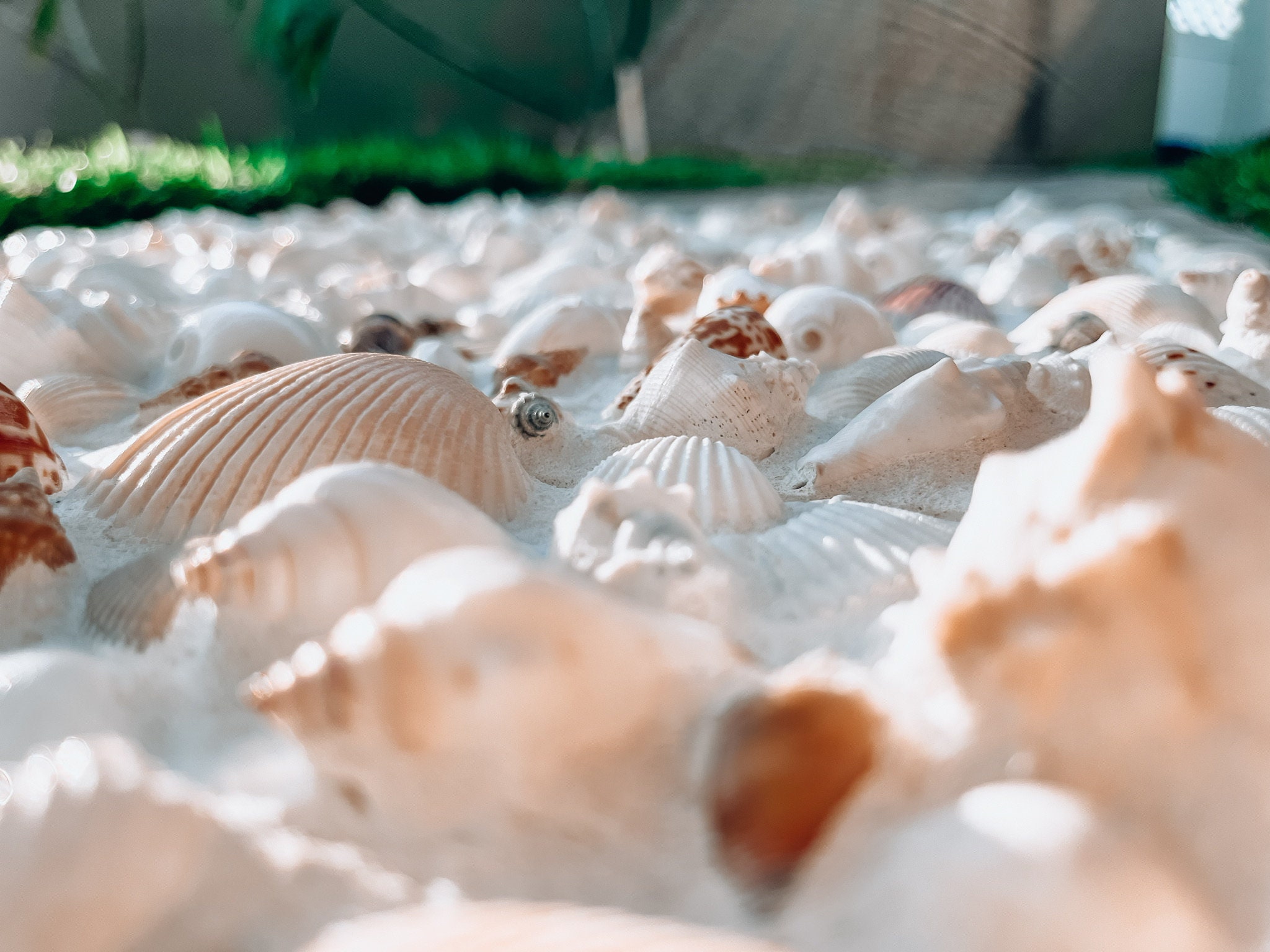 Shell Tile Coastal Decor Beach Tile for Bathroom Kitchen - Etsy