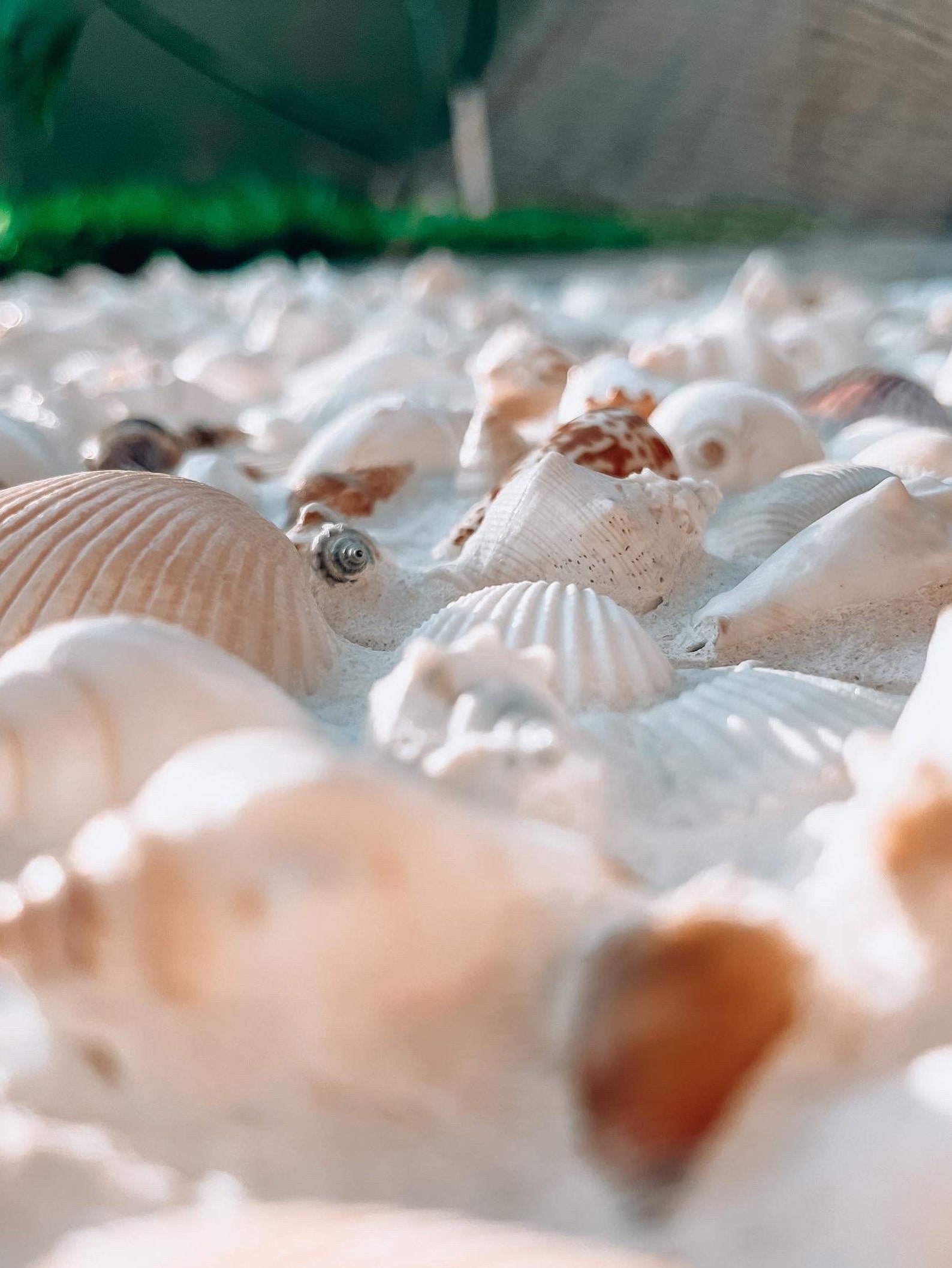 Shell Tile Coastal Decor Beach Tile for Bathroom Kitchen - Etsy