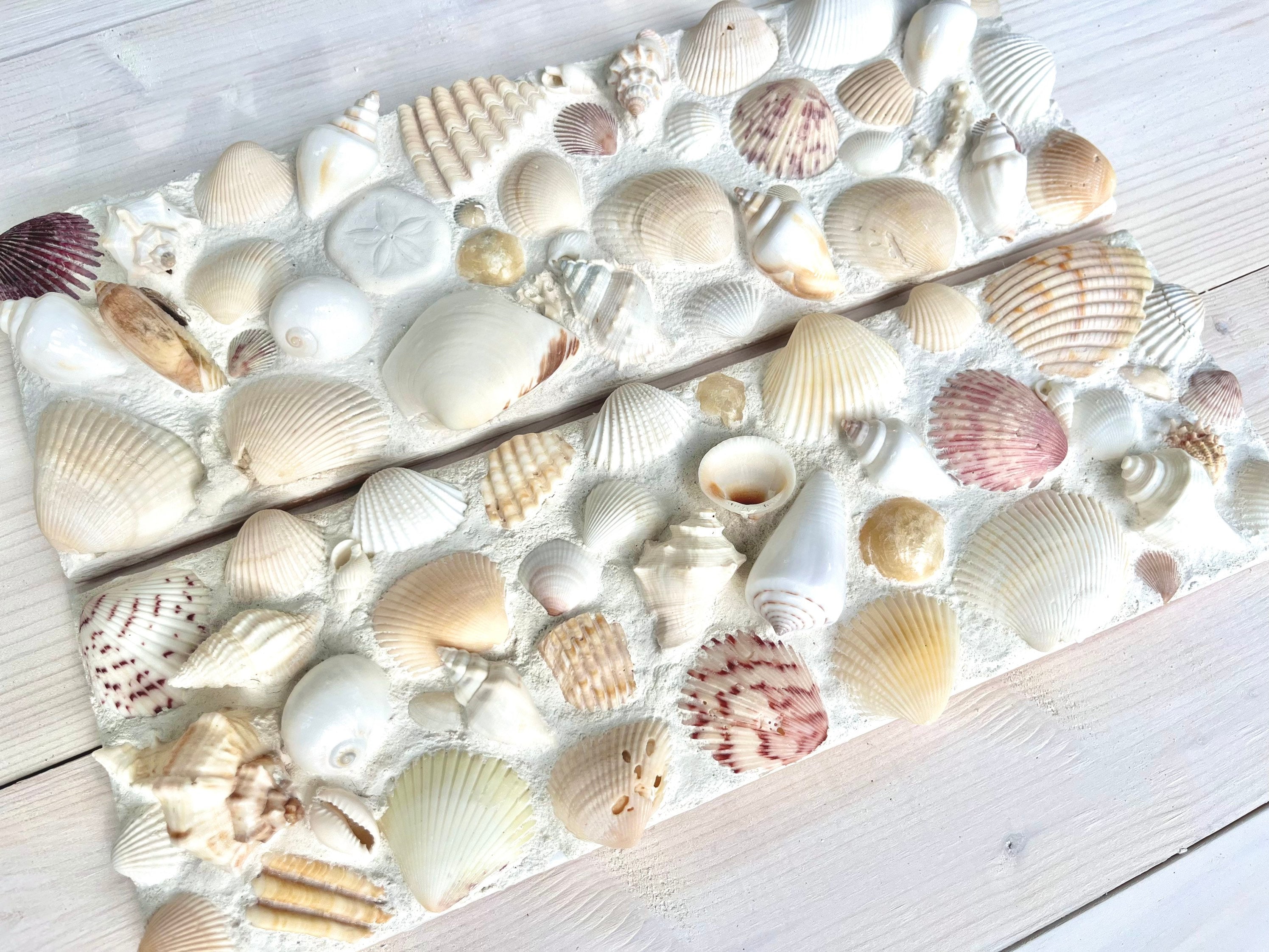 Seashell Coastal Decorative Tiles Custom Deco Tile Shell - Etsy