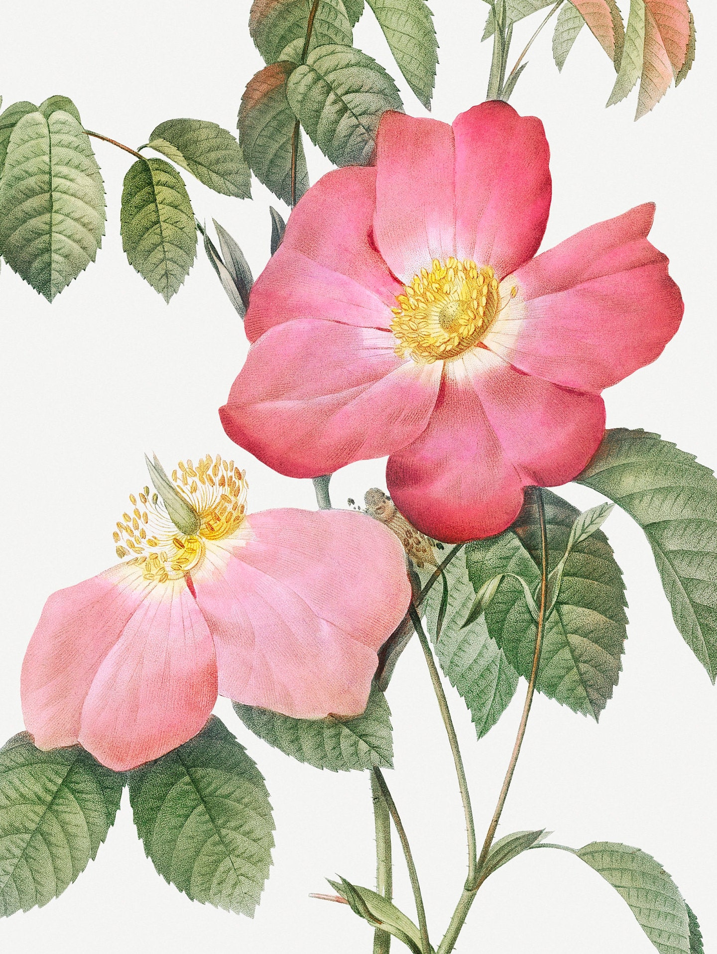 Floral Rose Prints SET OF 9 Digital Download Art Prints Redoute ...