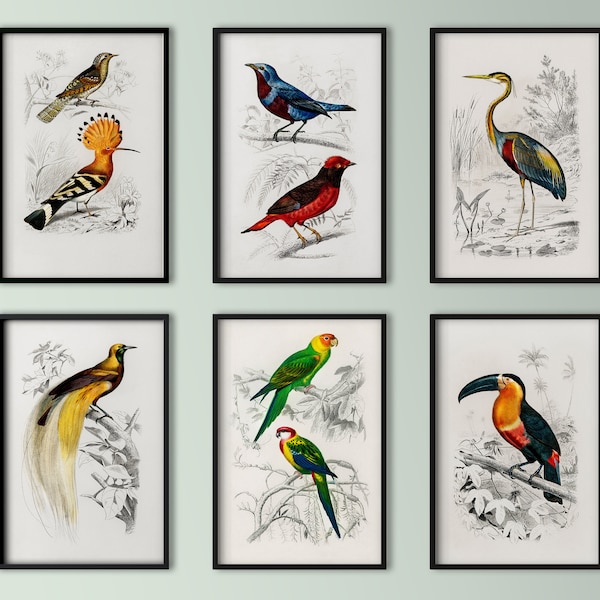Tropical Bird Art - Etsy