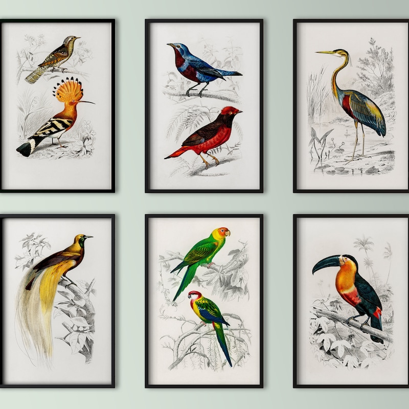 Tropical Bird - Etsy