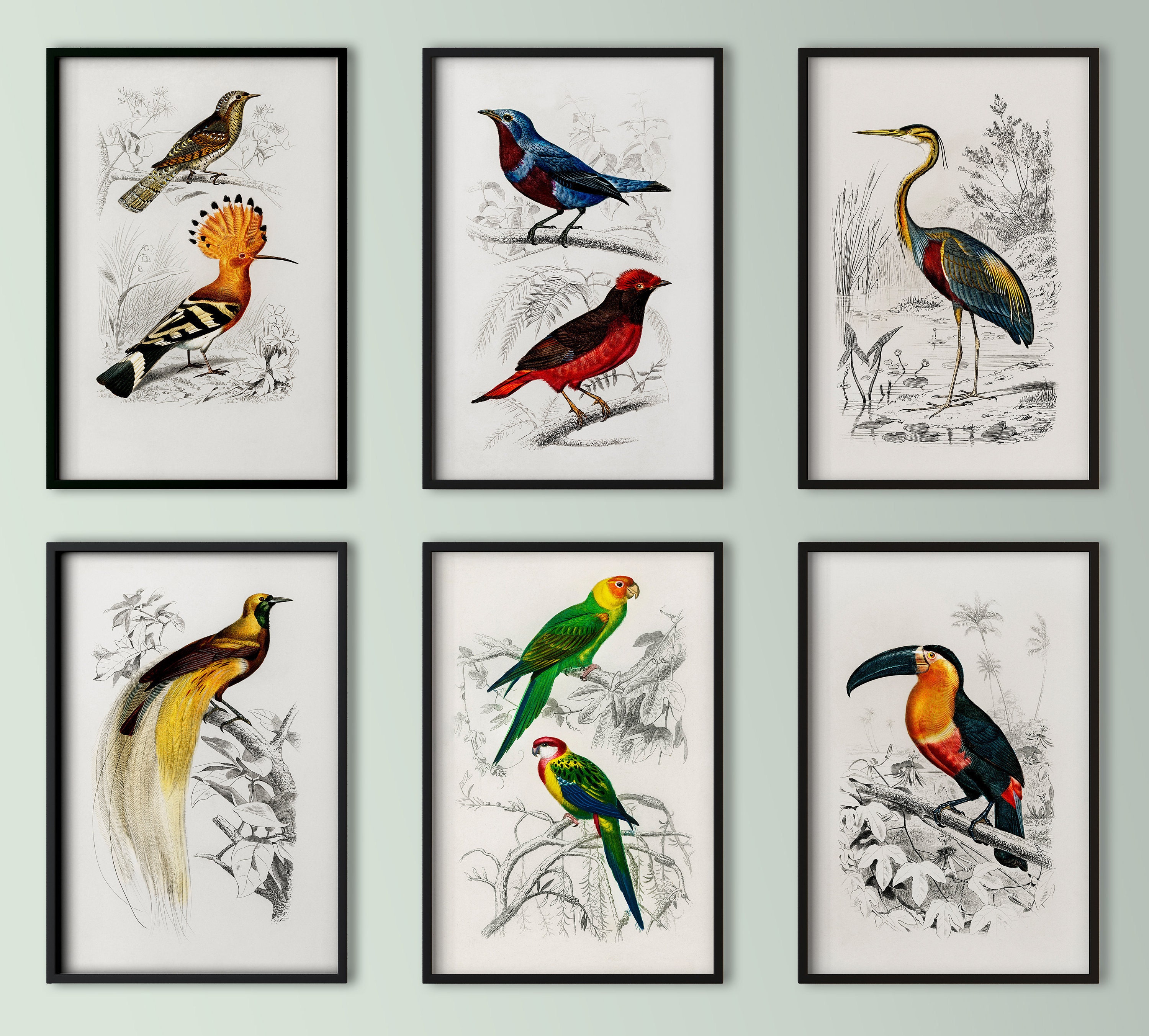 Vintage Tropical Bird Prints SET OF 6 Digital Download Art by - Etsy