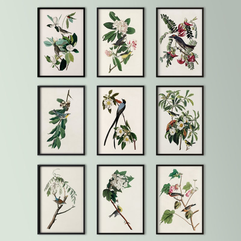 Vintage Bird Prints - Etsy