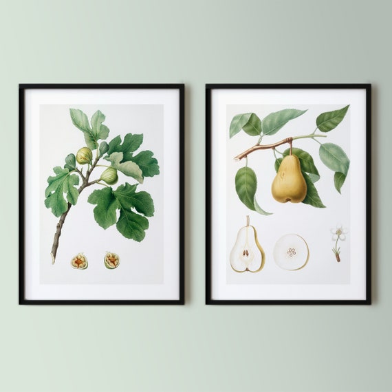 Digital Download Botanical Print of Fig and Pear | Etsy