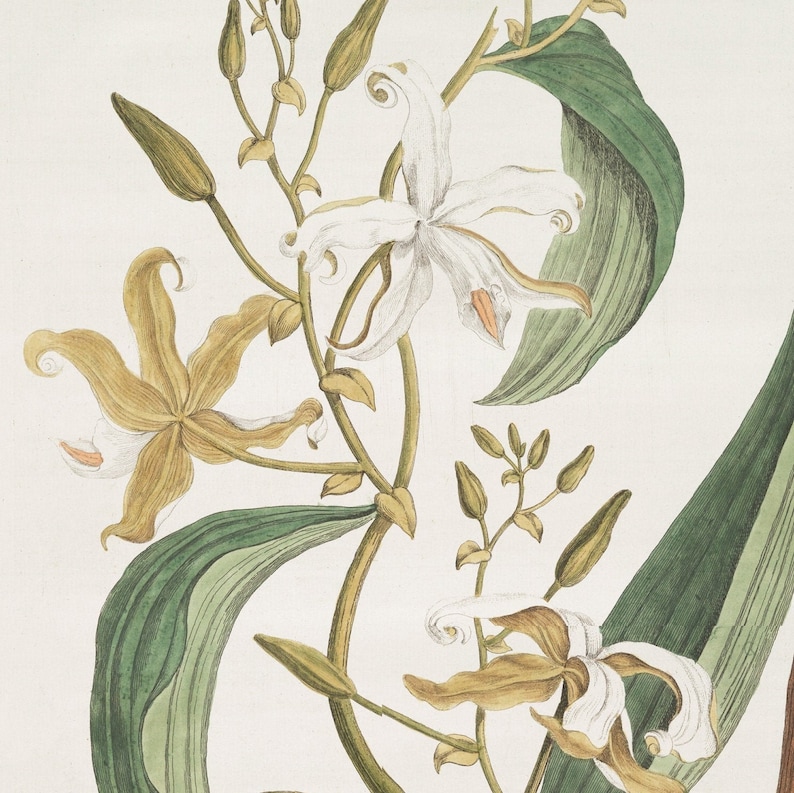 Pair of Vintage French Botanical Prints - Etsy