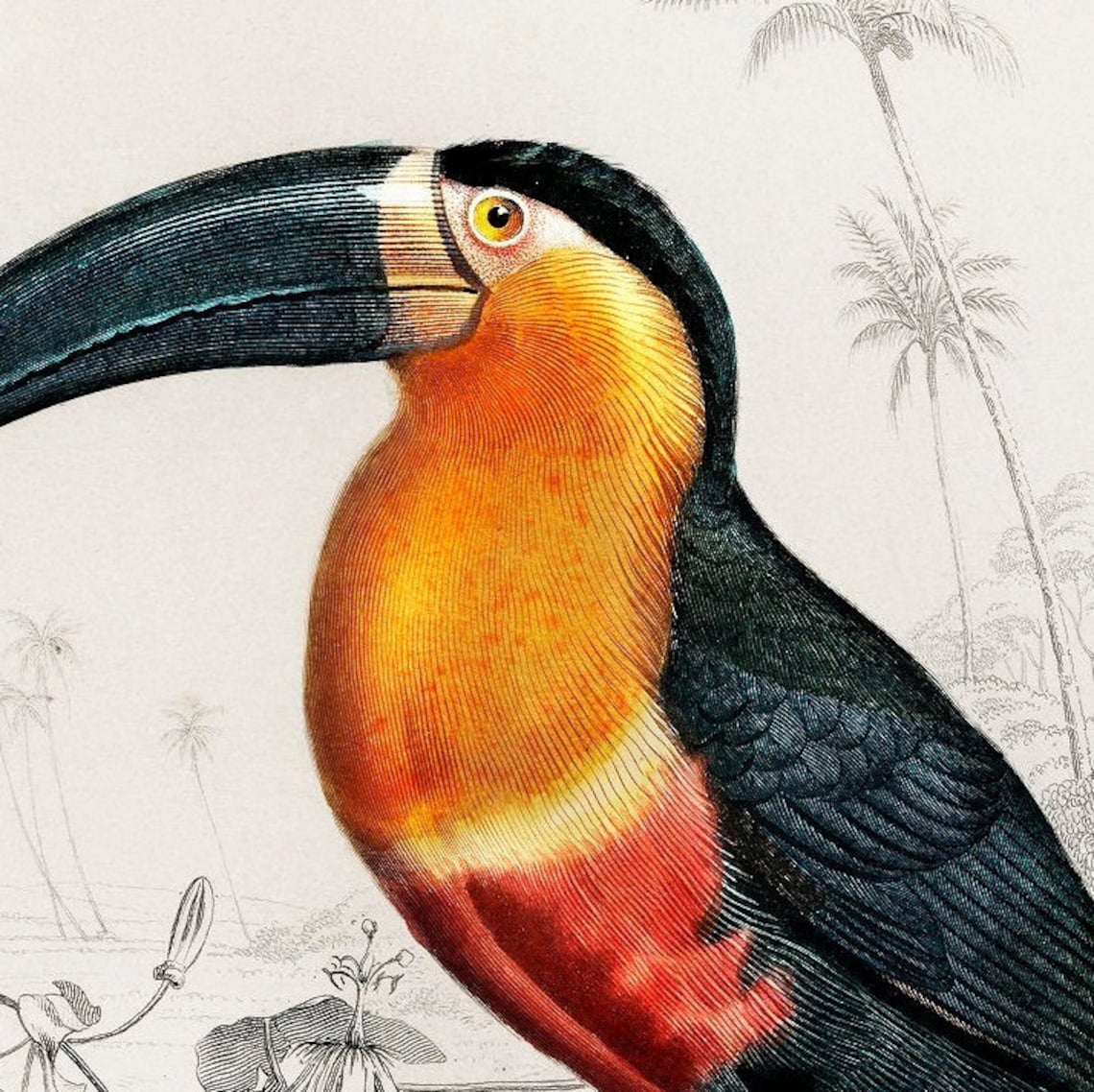 Vintage Tropical Bird Prints SET OF 6 Digital Download Art by - Etsy