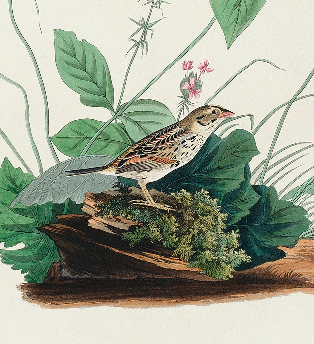 Vintage Bird Prints SET OF 9 Digital Download Art by John James Audubon ...