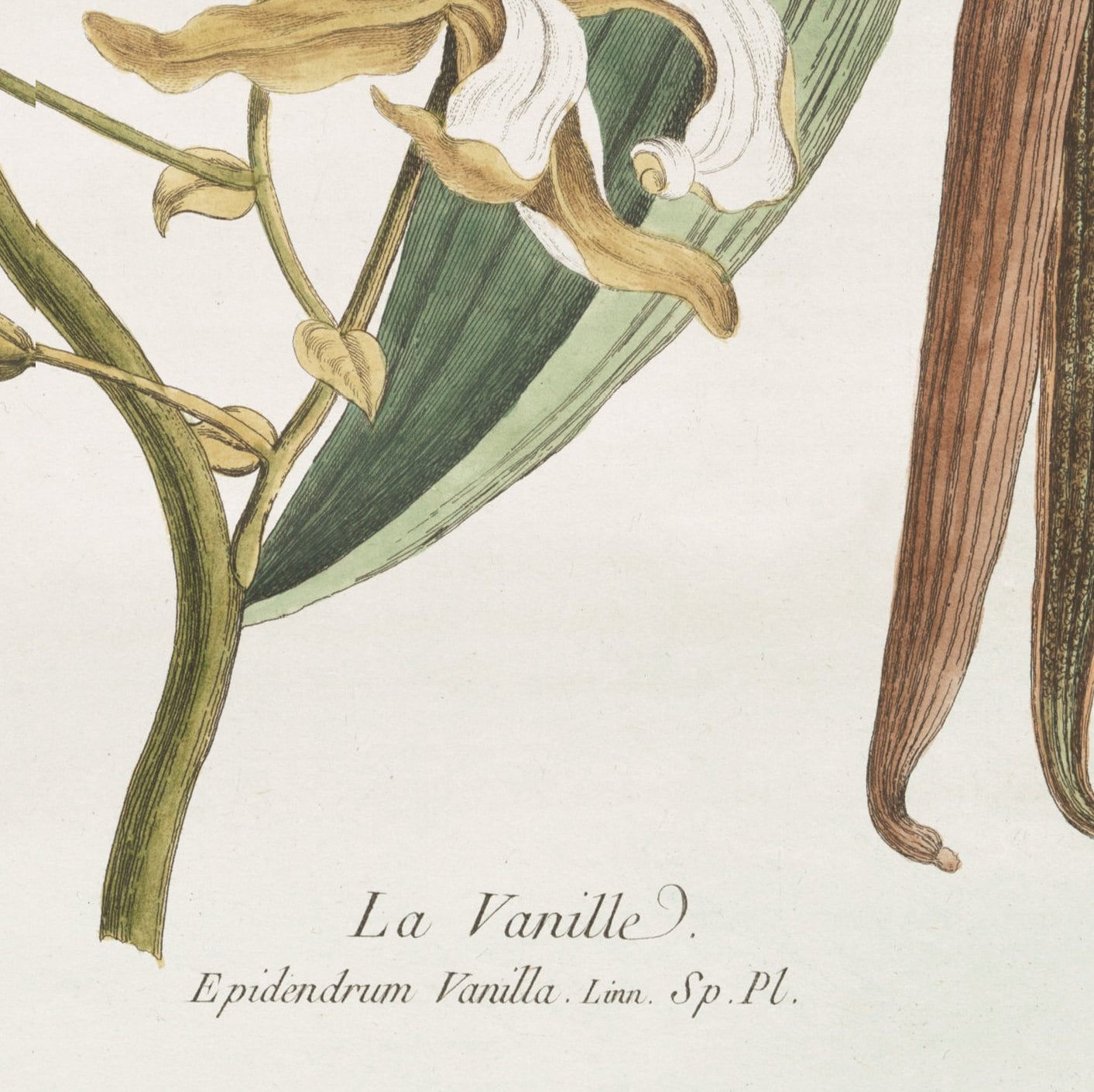 Pair of Vintage French Botanical Prints - Etsy