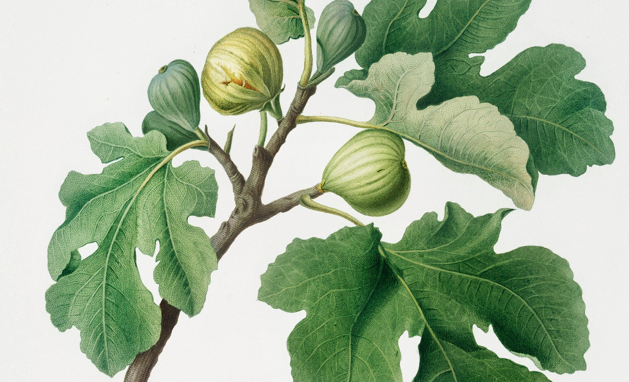 Digital Download Botanical Print of Fig and Pear - Etsy