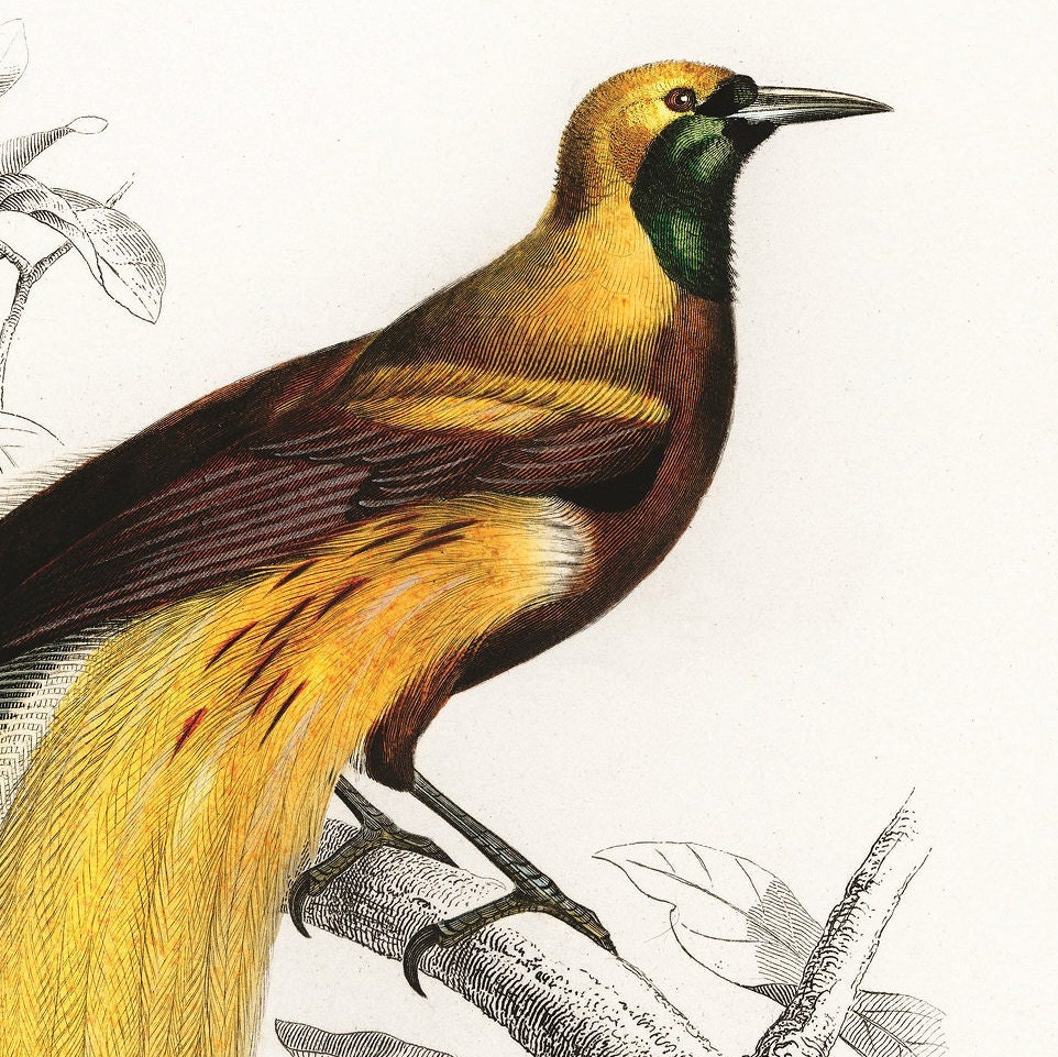 Vintage Tropical Bird Prints SET OF 6 Digital Download Art by - Etsy