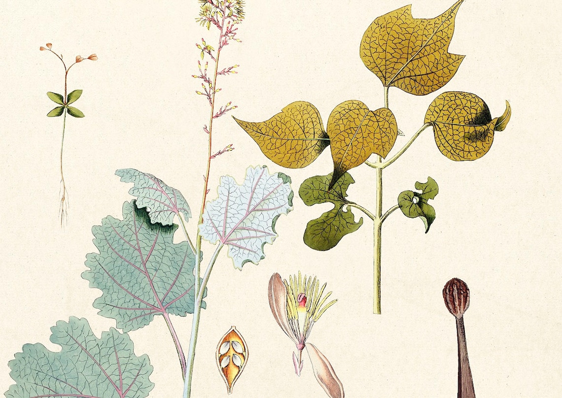 Pair of Antique Botanical Prints Instant Digital Download | Etsy