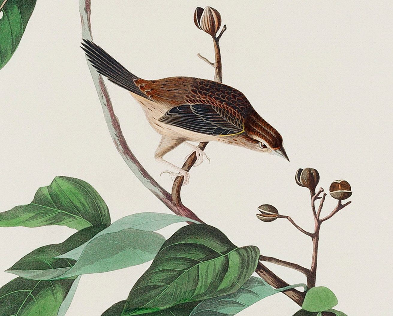 Vintage Bird Prints SET OF 9 Digital Download Art by John | Etsy