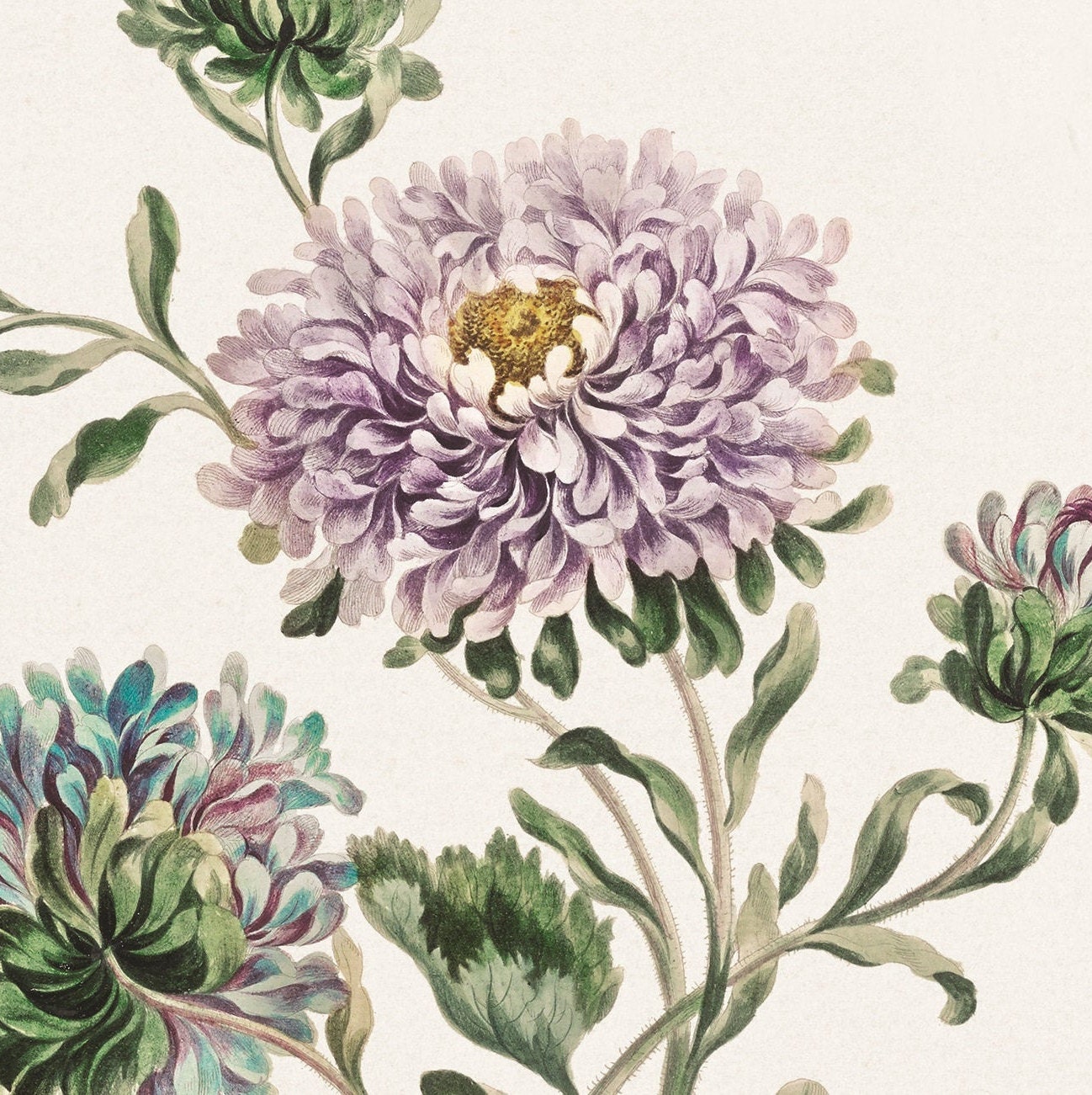 Antique Botanical Print of Aster Flower By - Etsy UK