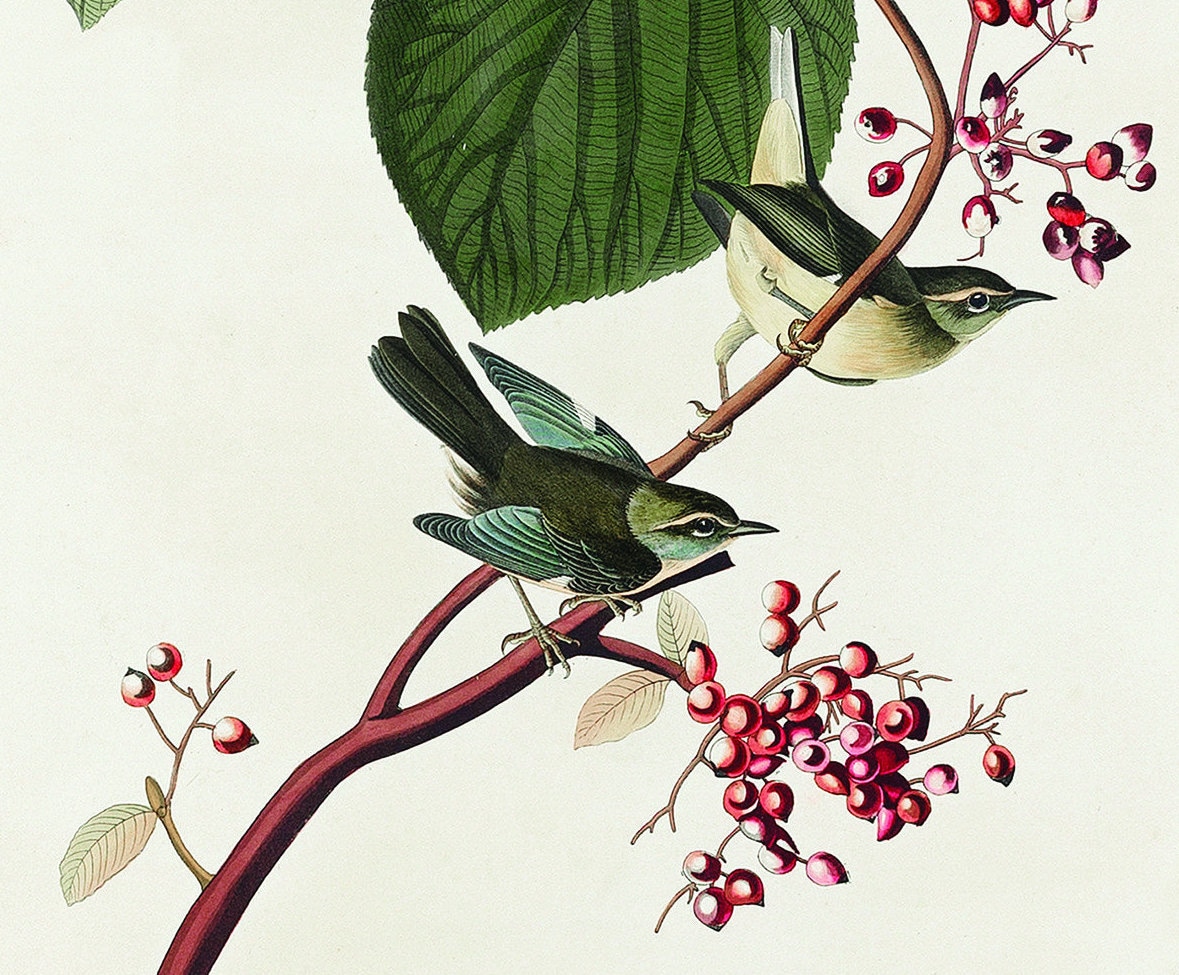 Vintage Bird Prints SET OF 9 Digital Download Art by John James Audubon ...