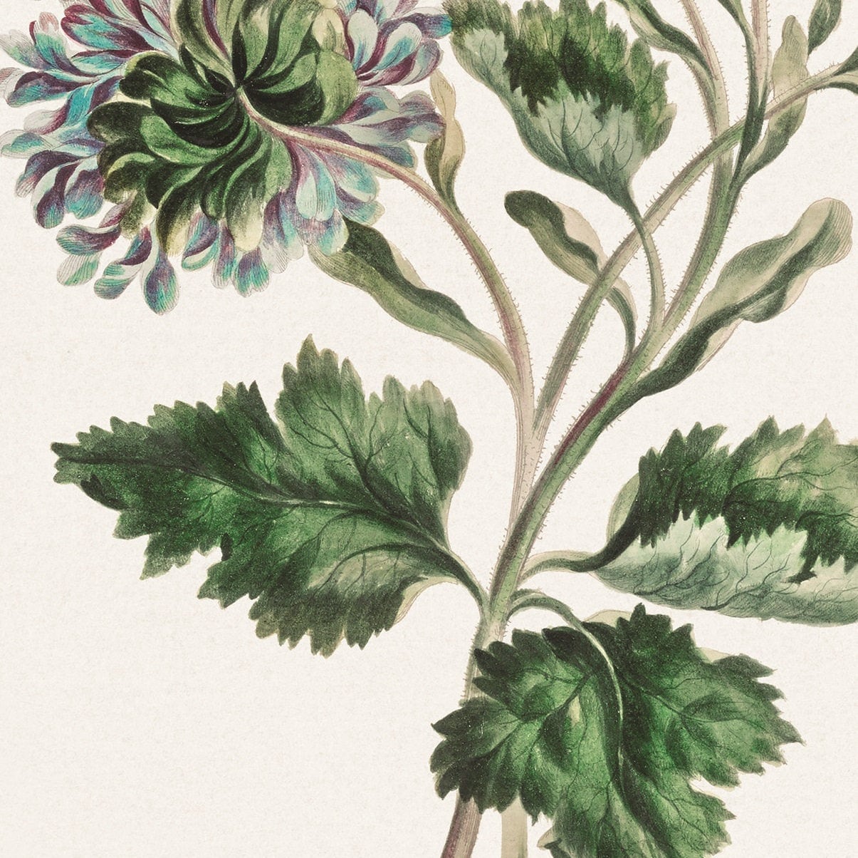 Antique Botanical Print of Aster Flower By - Etsy UK