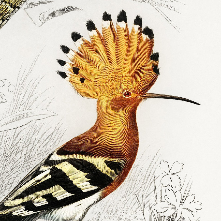 Vintage Tropical Bird Prints SET OF 6 Digital Download Art by - Etsy