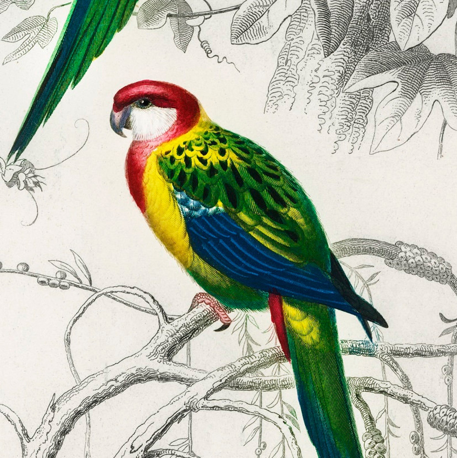 Vintage Tropical Bird Prints SET OF 6 Digital Download Art by - Etsy