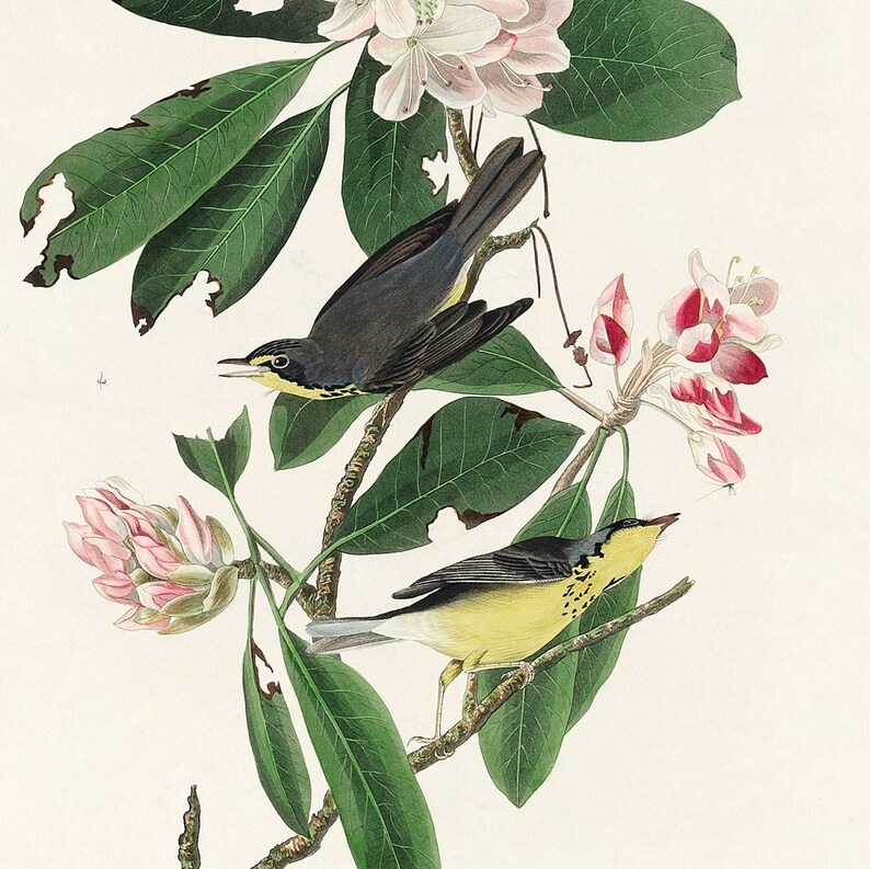 Vintage Bird Prints SET OF 9 Digital Downloads by John James Audubon - Etsy