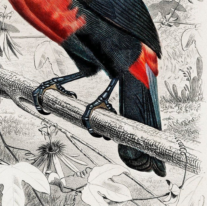 Vintage Tropical Bird Prints SET OF 6 Digital Download Art by - Etsy