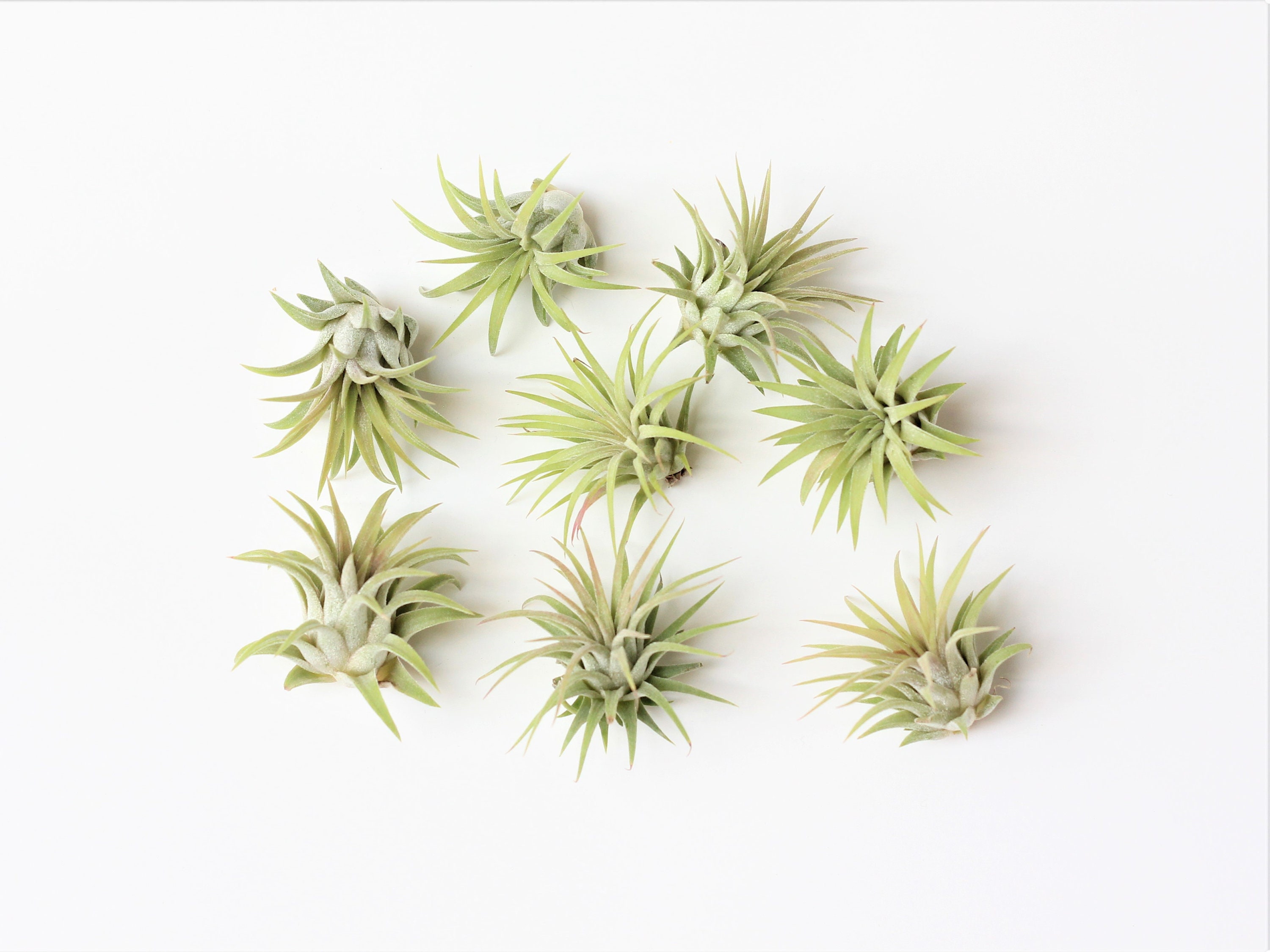 Mini Air Plant Gift Box - Personalized Plant Gift - Custom Thank You ...