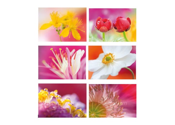 6 Cards Set Red Postcards Flowers - Etsy